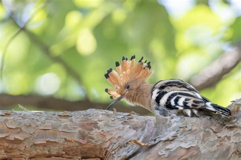 후투티 이소한 유조