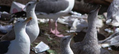 Jonathan Livingston Seagull Spectacular Looking Movie But Is It Strictly For The