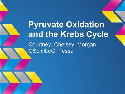 Pyruvate Oxidation And The Krebs Cycle