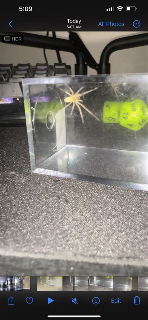 Whats This Spider Rwhatsthisbug
