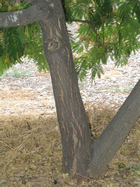 Mimosa Or Silk Tree Or Albizia Treebrowser Usu