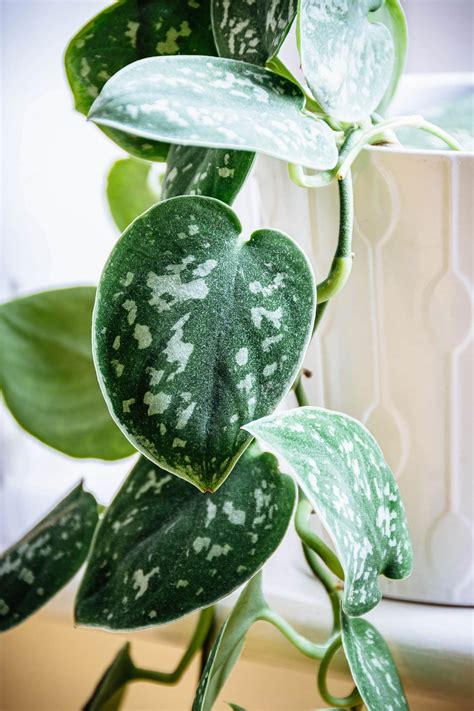 How To Care For Scindapsus Pictus—the Satin Pothos That Isnt A Pothos