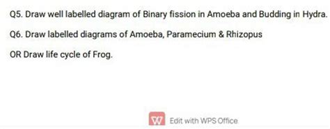 q5 draw well labelled diagram of binary fission in amoeba and budding in