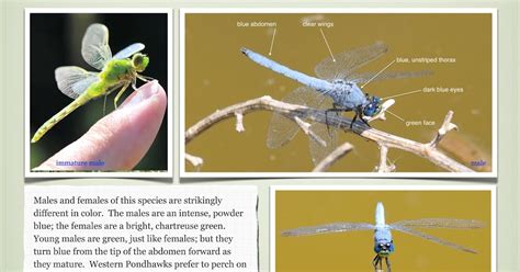 The Dragonfly Whisperer Species Spotlight Western Pondhawk