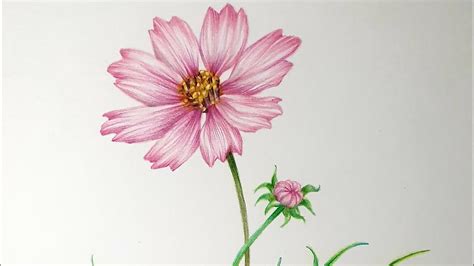 36 코스모스 그리기 색연필화 Youtube