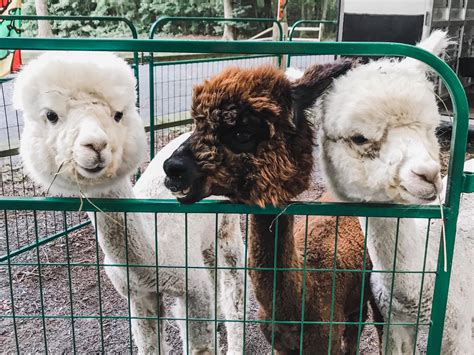Alpaca Vs Cashmere Four Acres Living