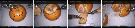 Simulated Dissection Tasks A Clementine With Pre Marked Lines