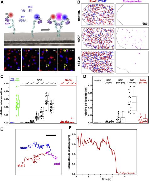 Decoupling The Functional Pleiotropy Of Stem Cell Factor By Tuning C