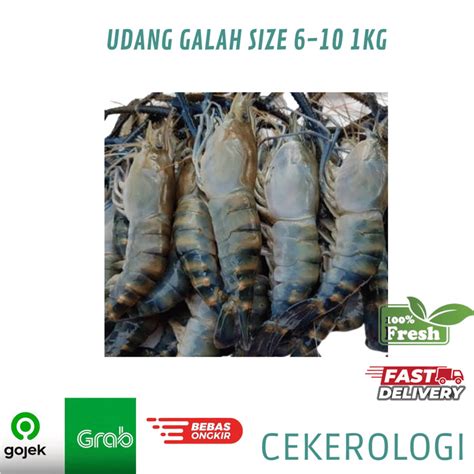 Jual Udang Galah Size 6 10 1kg Udang Galah Besar Udang Galah Jumbo