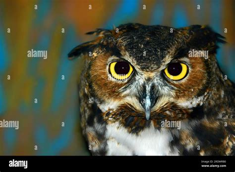 Vivid Yellow Eyes Of Horned Owl Stares Unblinking Closeup Shows Beak