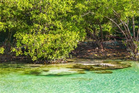 Small Beautiful Cenote Cave With River Turquoise Blue Water Mexico