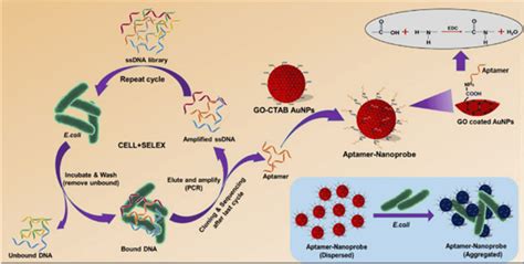 Colorimetric Detection Of Escherichia Coli With Go Coated Aunps And