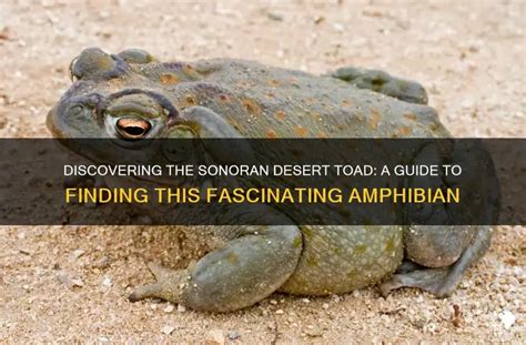 Discovering The Sonoran Desert Toad A Guide To Finding This
