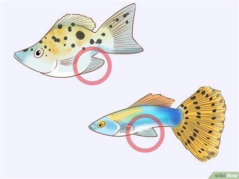 3 Cara Untuk Menentukan Jenis Kelamin Ikan Wikihow