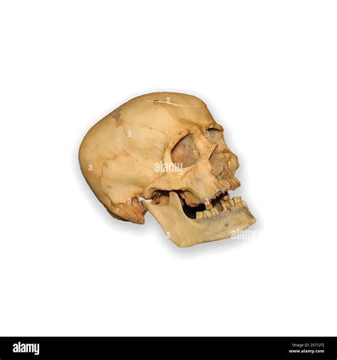This Skull Profile Is Designed For Educational And Medical Purposes To