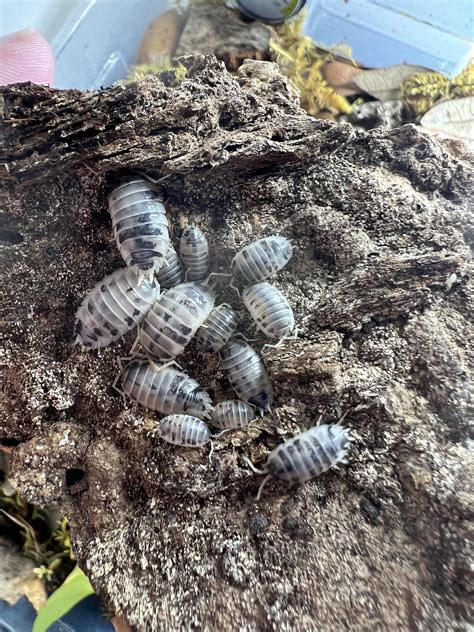 Cuddle Bugs R Isopods