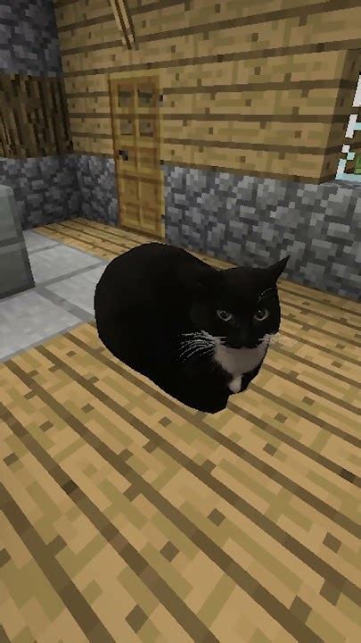 Maxwell The Carryable Cat In Minecraft Part 1 Youtube