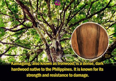 Dose Kamagong Also Known As Ironwood Is A Dense Dark Hardwood