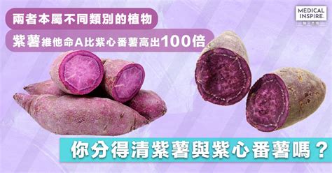 難以辨別如何辨別紫心番薯與紫薯認識紫薯6大功效 Medical Inspire 醫思維