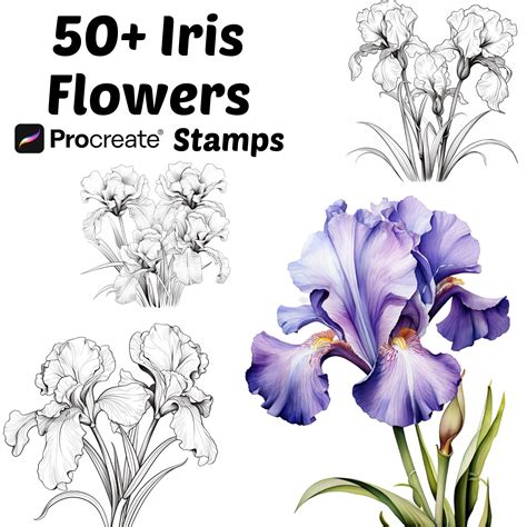 Procreate Iris Flower Stamps Iris Flower Procreate Brushes Botanical Procreate Floral
