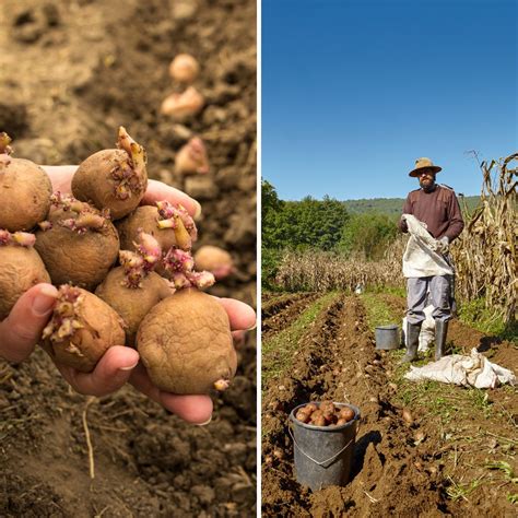 When To Plant Potatoes By Hardiness Zones And States Gardensall