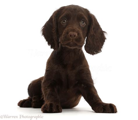 Dog Chocolate Cocker Spaniel Puppy Photo Wp45976