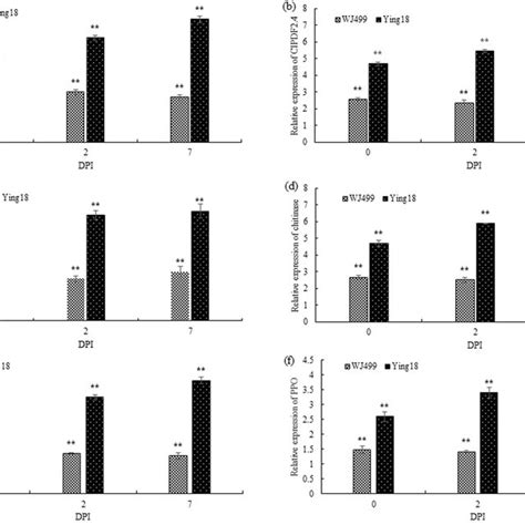Quantitative Real Time Pcr Qrt Pcr Analysis Of The Transcription