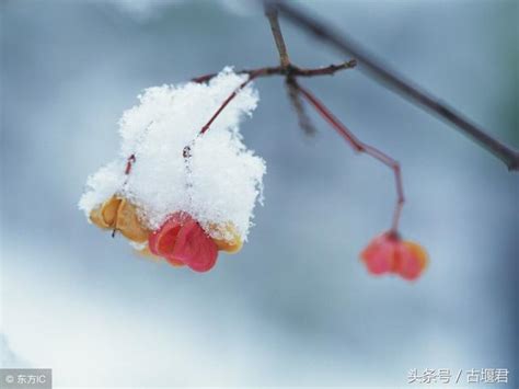 寫雪的古詩詞中它們可稱其中之最不服來戰 每日頭條
