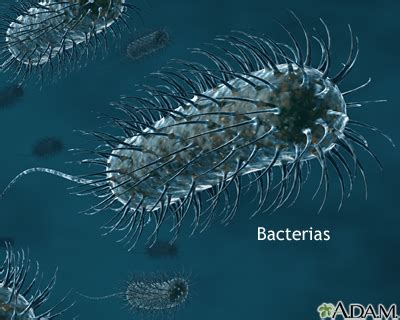 Bacterias MedlinePlus enciclopedia médica illustración