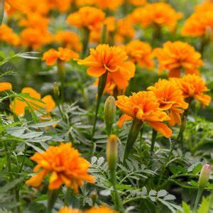 Marigold How To Grow And Care For Vibrant Flowers All Season
