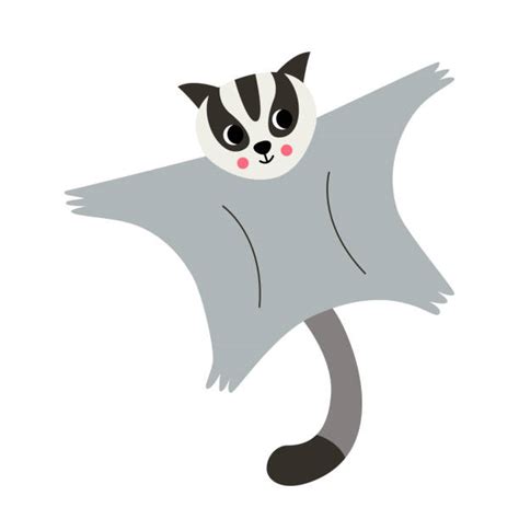 10 Sugar Glider On White Background Stock Illustrations Royalty Free