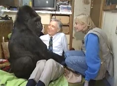 The Untold Story Of Mr Rogers And Koko The Gorilla Gorilla Mr
