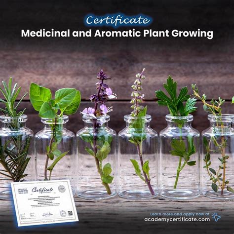 Medicinal And Aromatic Plant Growing Certificate Academy Certificate