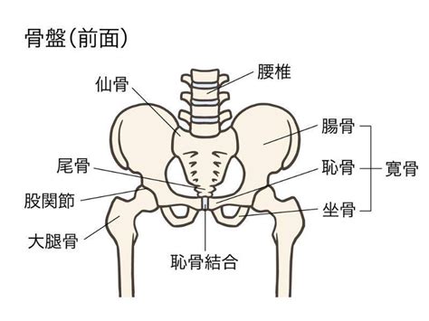 【前屈ができない人はやってみて】体がみるみる変わる！股関節を柔らかくする「大臀筋ほぐし」 ヨガジャーナルオンライン