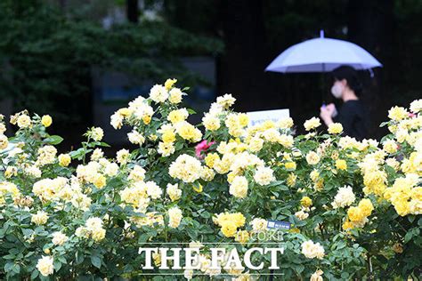 오늘의 날씨 전국 흐리고 곳곳 강한 비천둥번개·우박도 생활문화 기사 더팩트