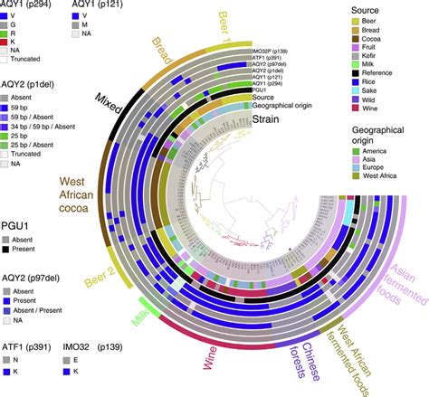 Unrooted Phylogenomic Tree Of 106 Saccharomyces Cerevisiae Genomes That