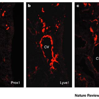 PDF Lymphatic Vasculature Development
