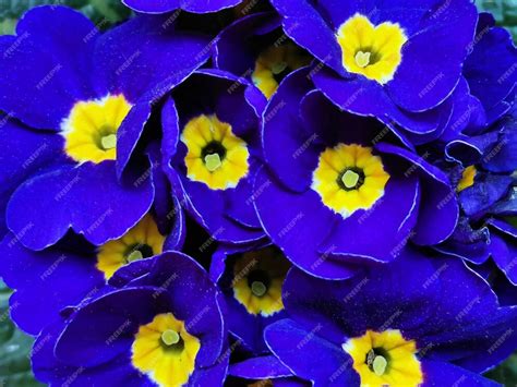 Premium Photo Iris Plant