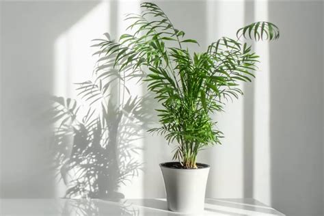 Cat Palm Vs Areca Palm Choosing The Perfect Indoor Plant