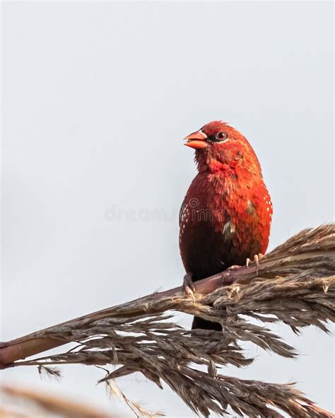 A Red Avadavat Resting Stock Image Image Of India Reed 273463105