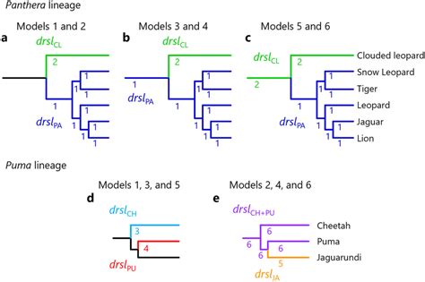 Assignment Of The Parameter Of Directional Selection Drsl To Branches