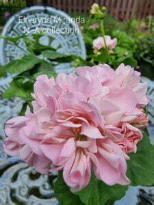 TA-Emmanuelle rožiažiedė pelargonija - N-A pelargonium