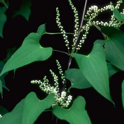 ヤマノイモ 植物 Yahoo きっず図鑑