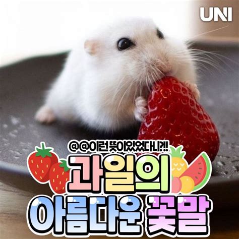 과일의 아름다운 꽃말 유머 재미 감동 네모판