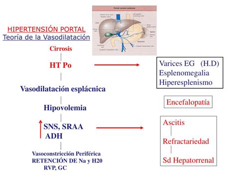 PPT Cirrosis hepática PowerPoint Presentation ID