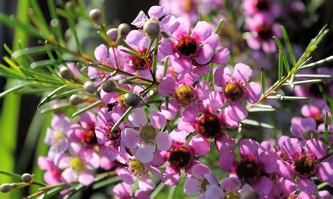 Как называется цветок Подскажите пожалуйста как называется этот цветок Ответы Mail