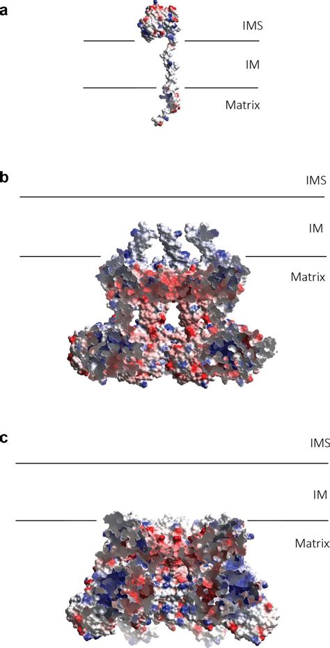 Electrostatic Surface Potential Of Substrate And The Putative