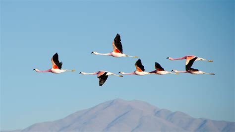 Flamingos Flying