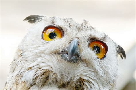 Фото Сов В Очках – Telegraph