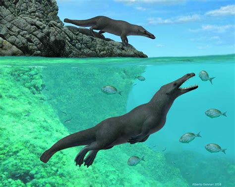 Four Legged Whale With Hooves Fossil Discovered Geology In